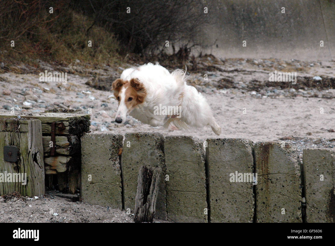 A borzoi dog fly-jumps over a low wall, the legs are up, the long face ...