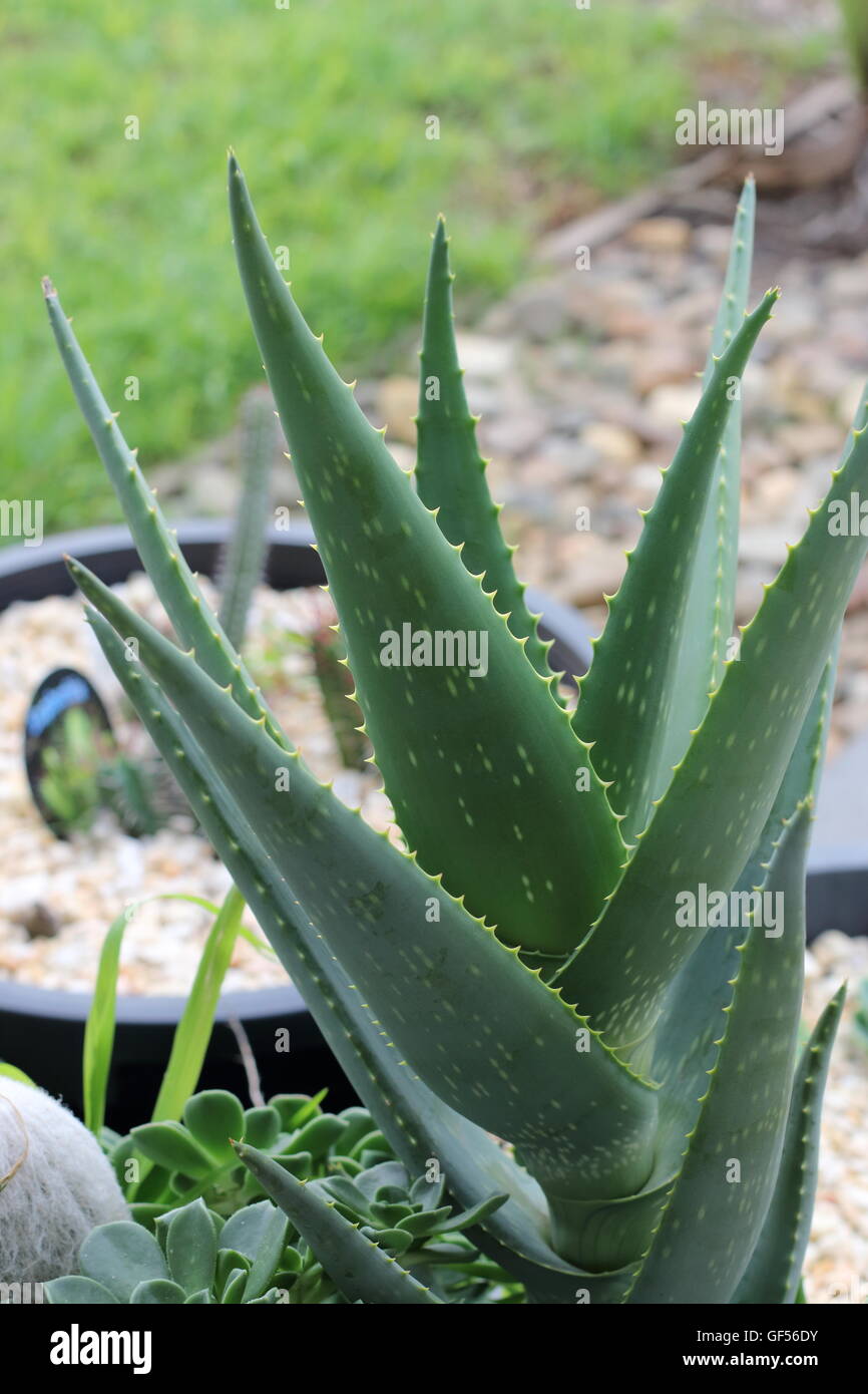 Close up of fresh Aloe Vera Plant, medical plant growing in a pot Stock ...
