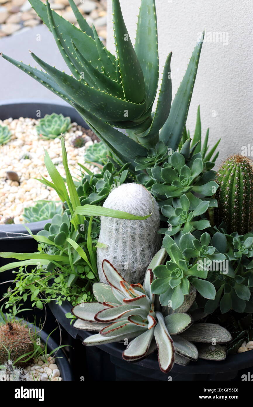 Varieties of cactus and succulents in a pot Stock Photo - Alamy