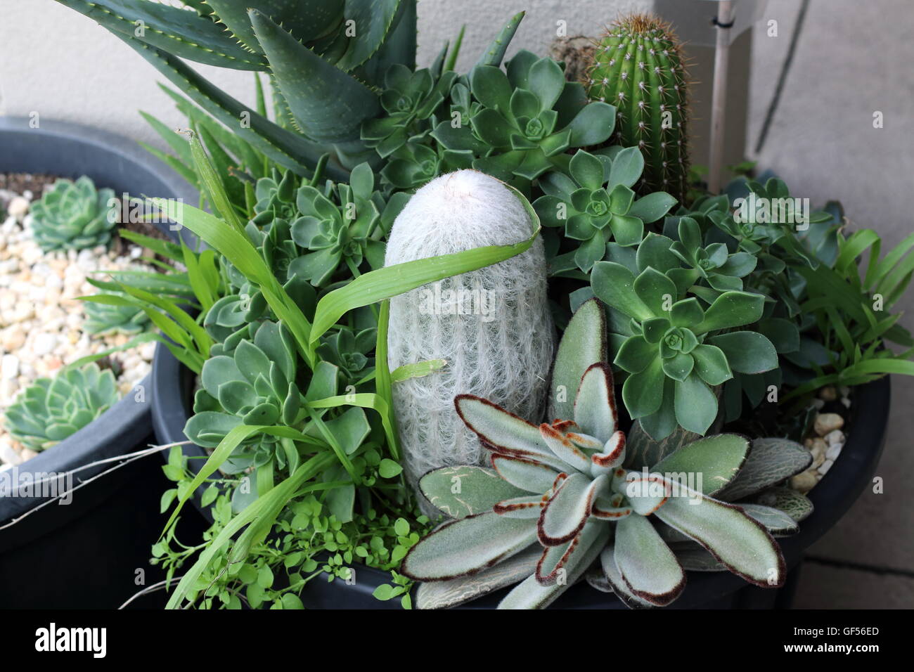 Varieties of cactus and succulents in a pot Stock Photo - Alamy