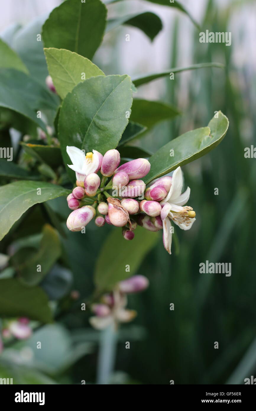 Lime tree flower buds hi-res stock photography and images - Alamy