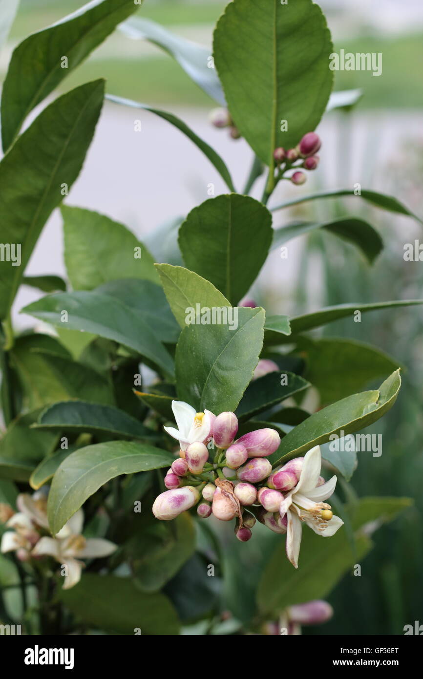 Citrus flower hi-res stock photography and images - Alamy