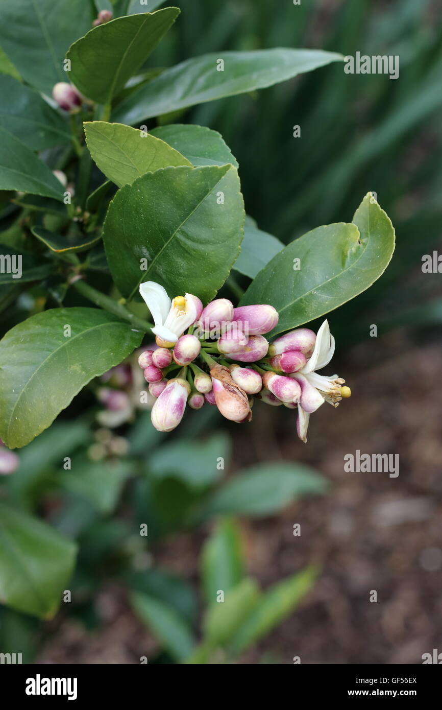 Pink lemon buds hi-res stock photography and images - Alamy