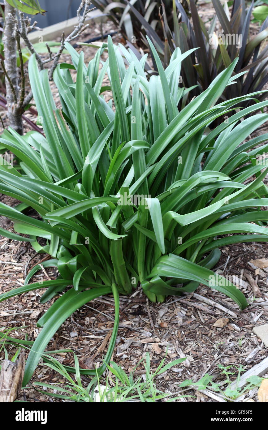 PlantFiles Pictures: Lycoris Species, Magic Lily, Naked