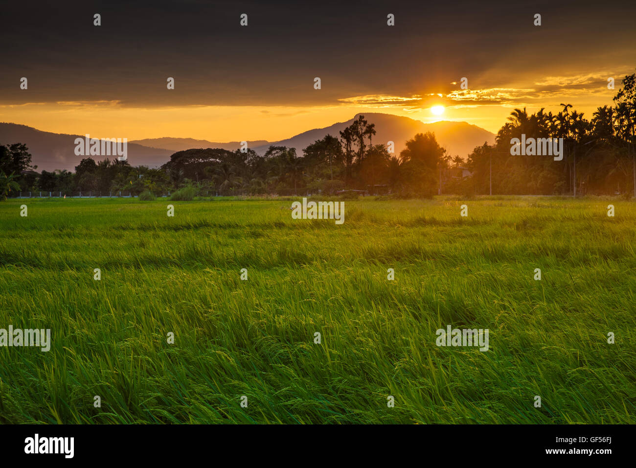 Vietnam Rice Field Sunset High Resolution Stock Photography and Images ...