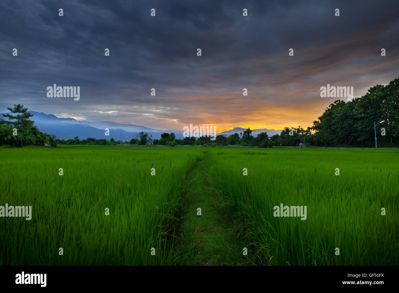 Bali Rice Paddy Field. Grow, harvest / Rice Terraces landscape on ...