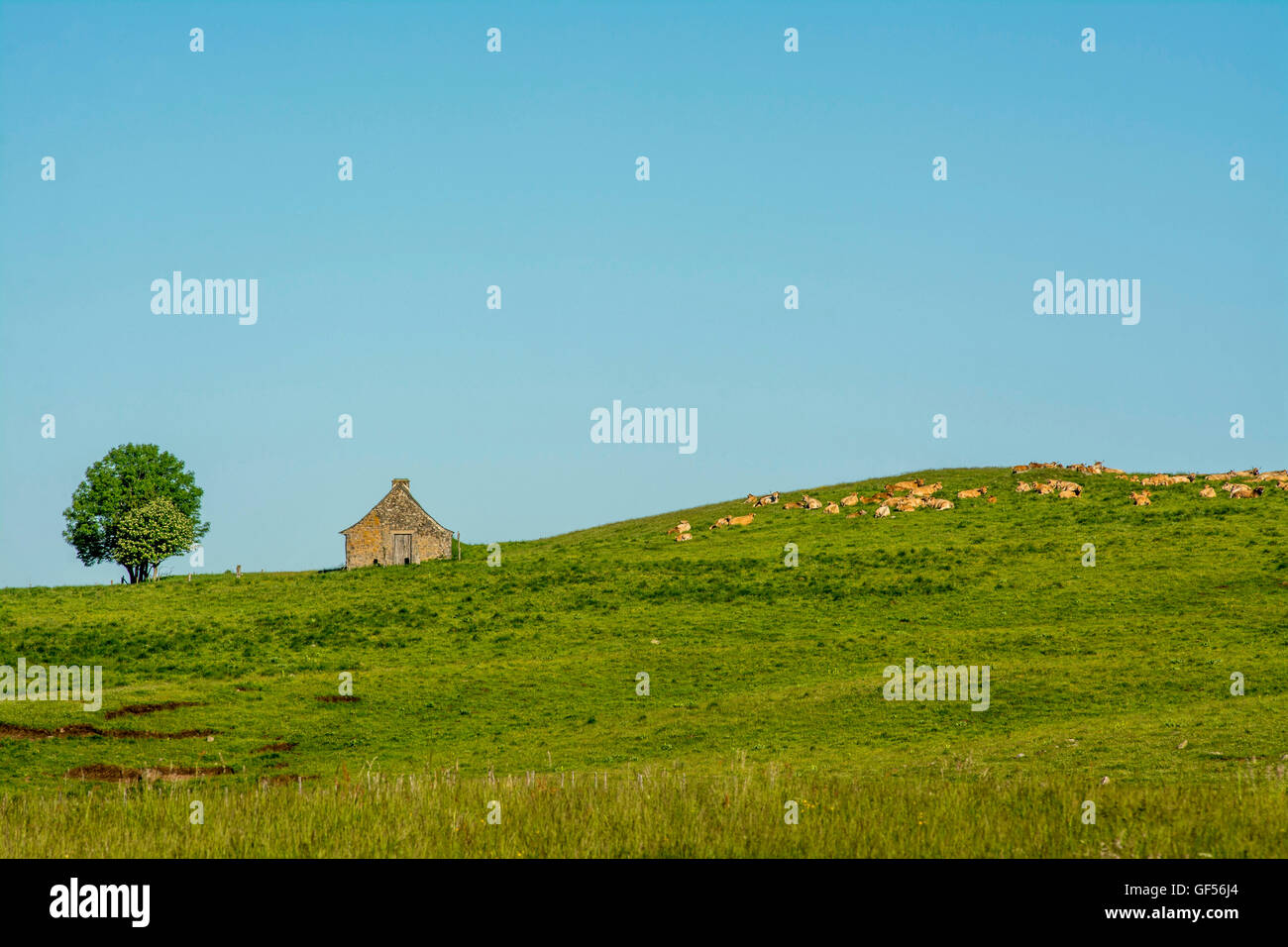 Aubrac cow hi-res stock photography and images - Alamy