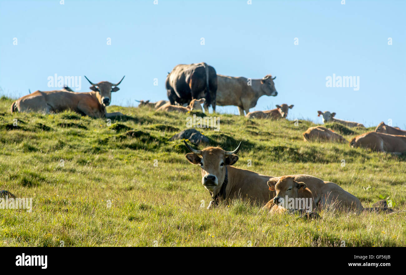 Cattle Breeds Of France High Resolution Stock Photography and Images ...