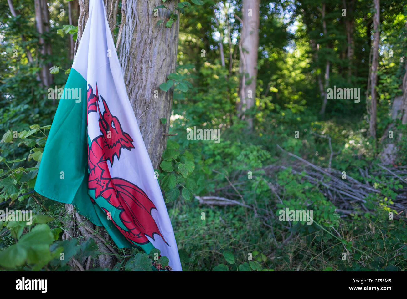 A Welsh flag affixed to a tree at the edge of Mametz Wood, Picardie ...