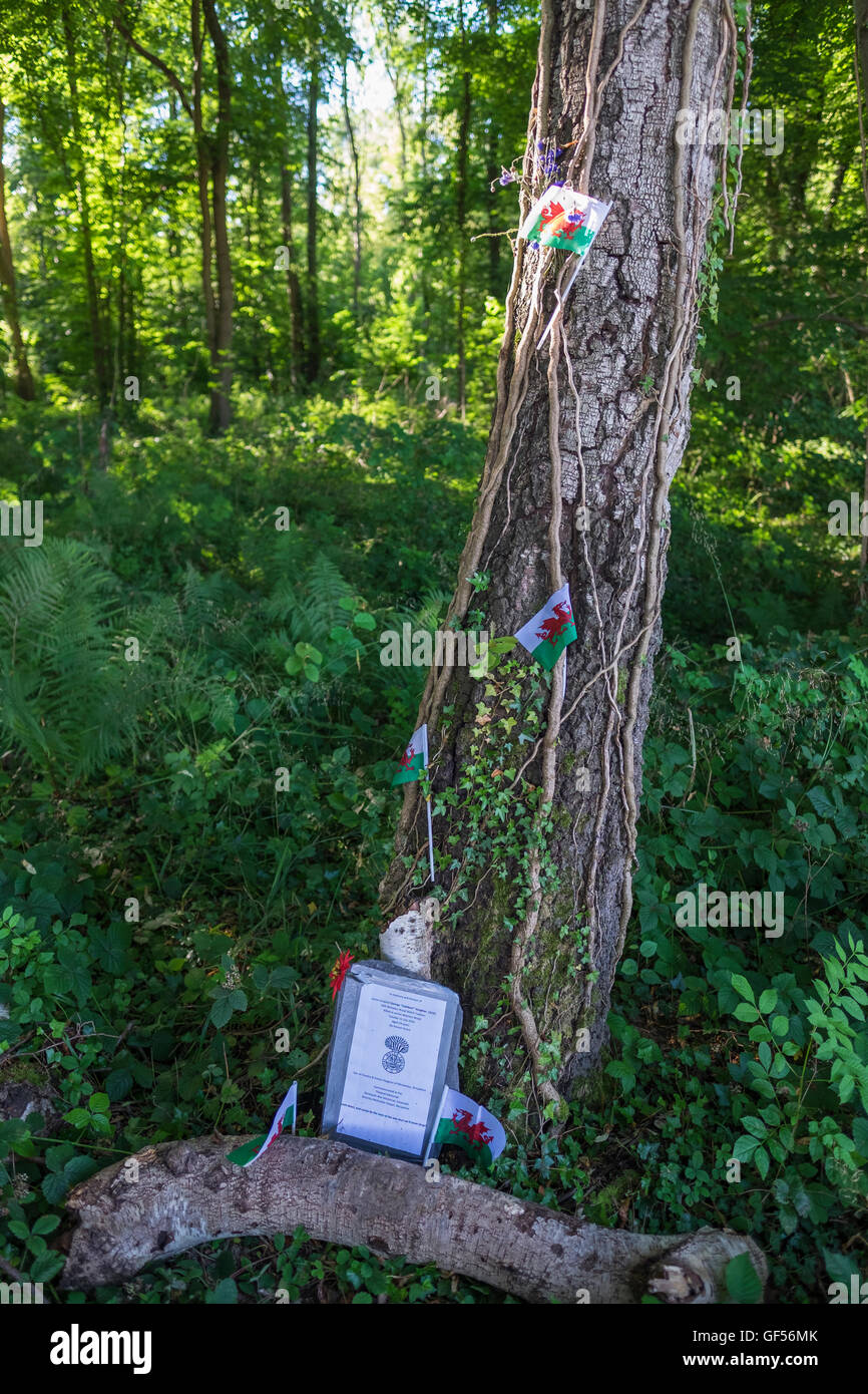 Welsh flags affixed to a tree at the edge of Mametz Wood, Picardie ...