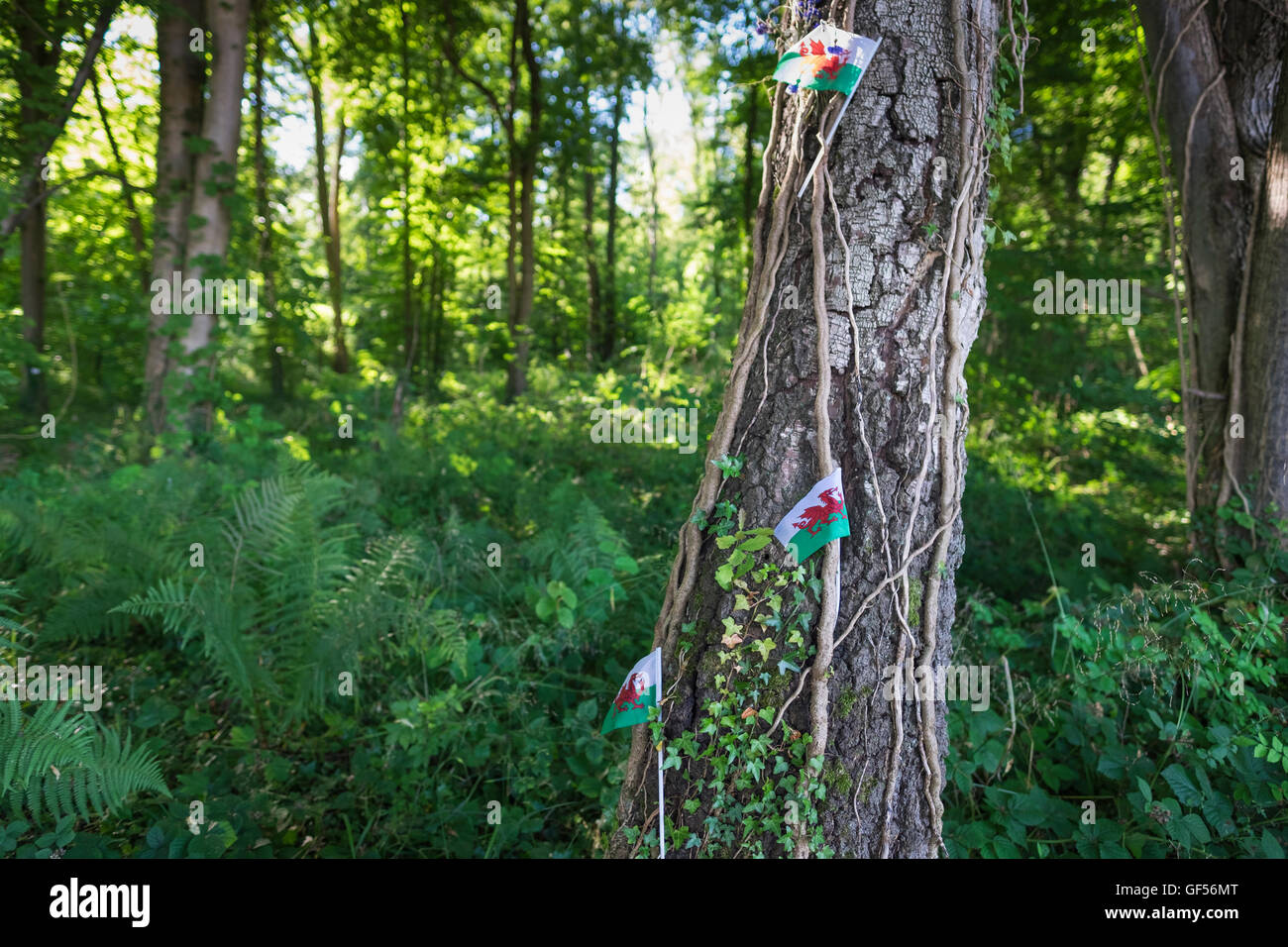 Flags world tree hi-res stock photography and images - Alamy