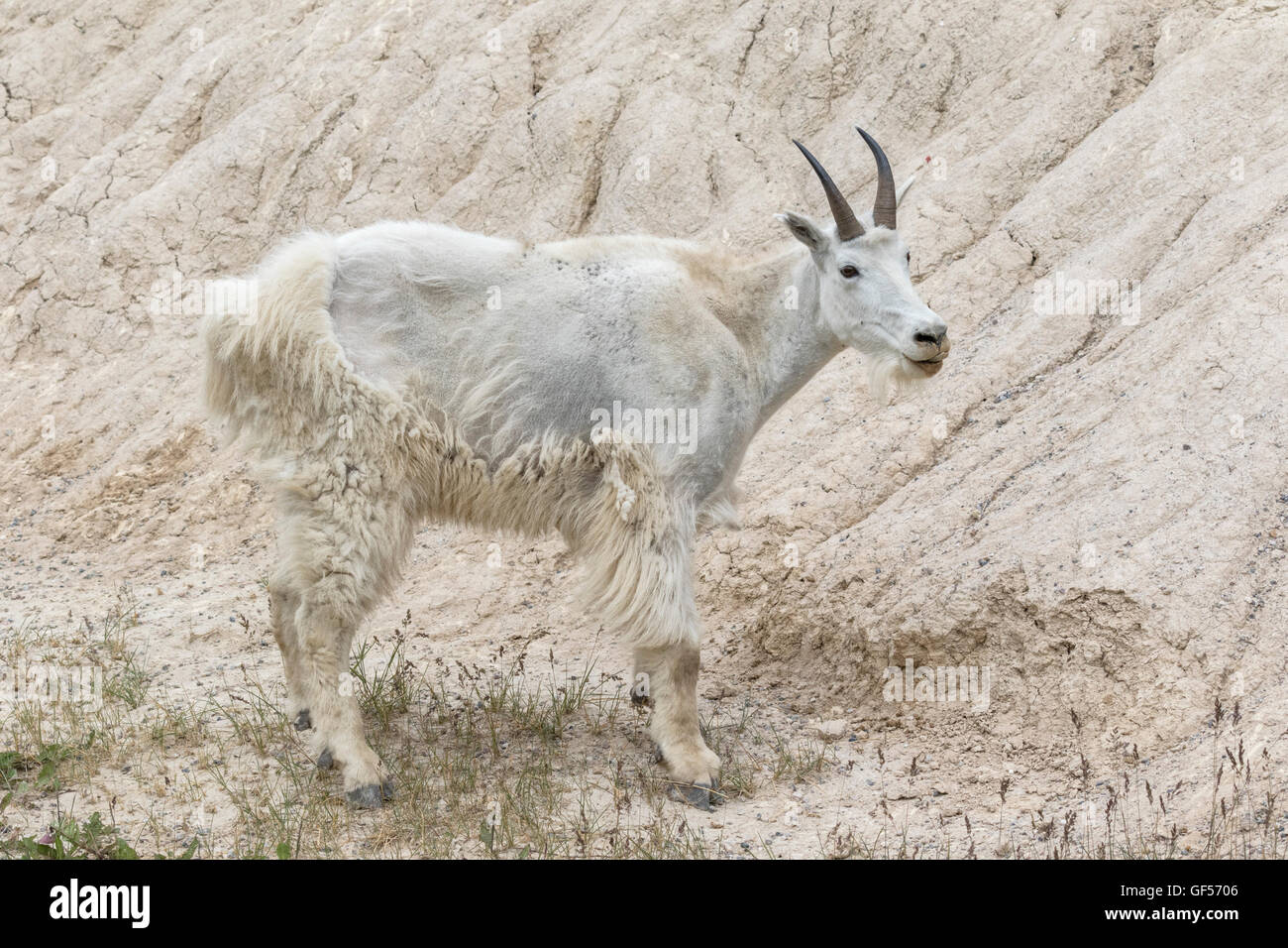 Adult female mountain goat hi-res stock photography and images - Alamy