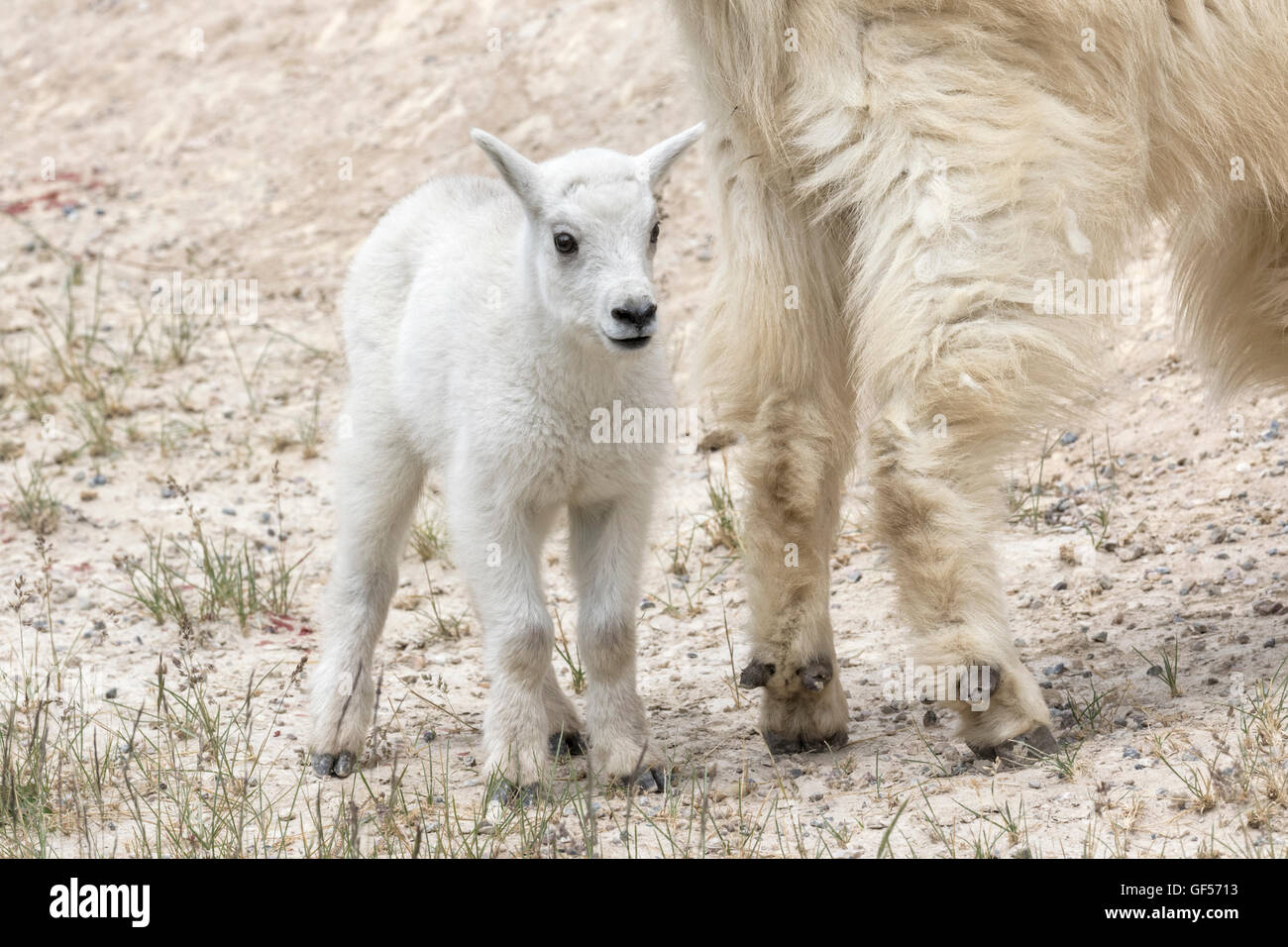 Mountain Goat kid Stock Photo - Alamy