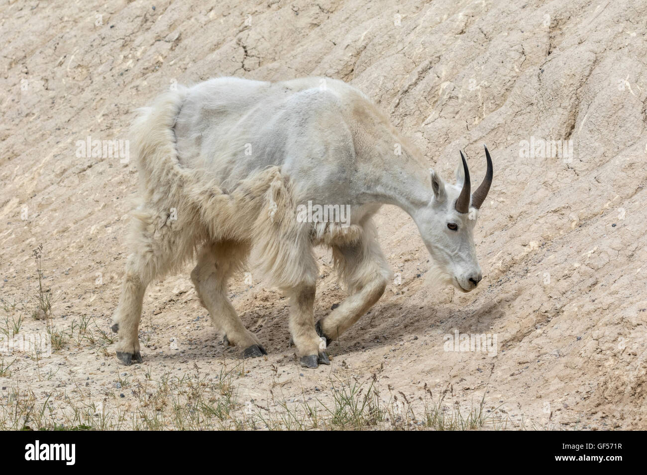 Adult female mountain goat hi-res stock photography and images - Alamy