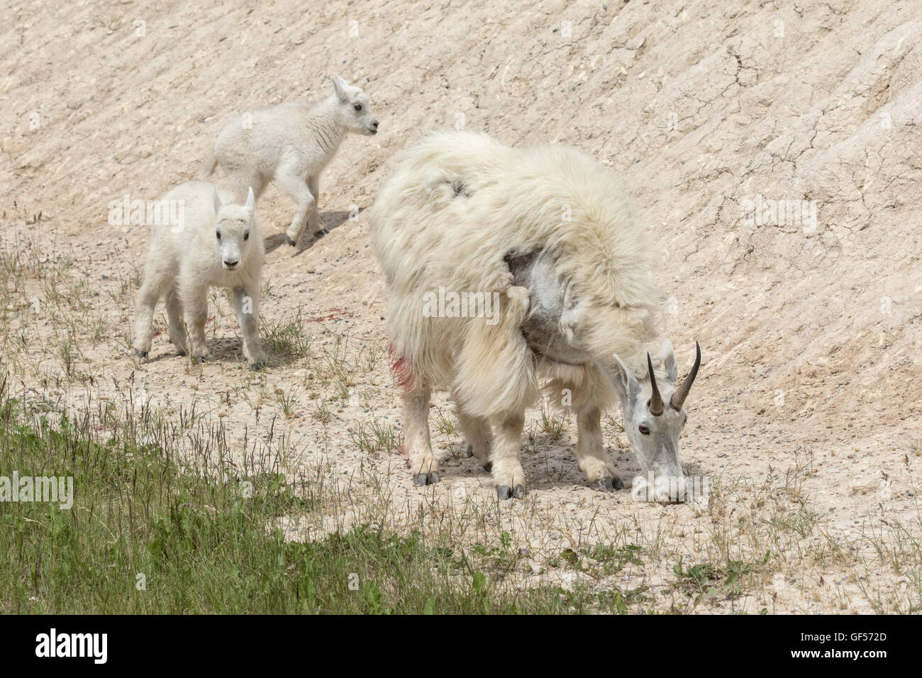 Mom and baby goat hi-res stock photography and images - Alamy