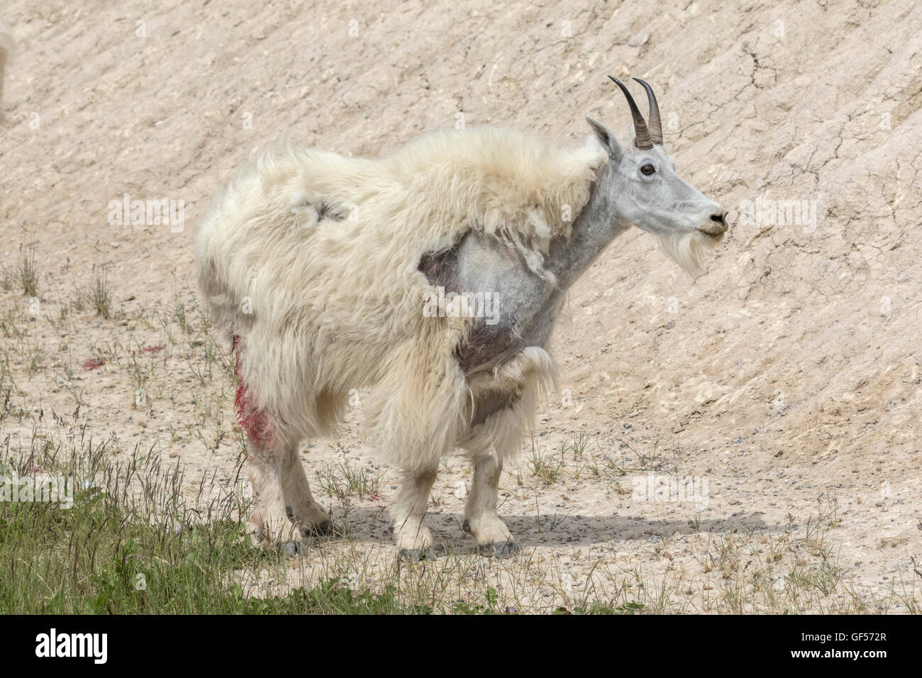 Adult female mountain goat hi-res stock photography and images - Alamy