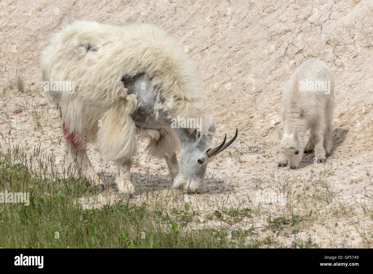 Cow goat family hi-res stock photography and images - Alamy