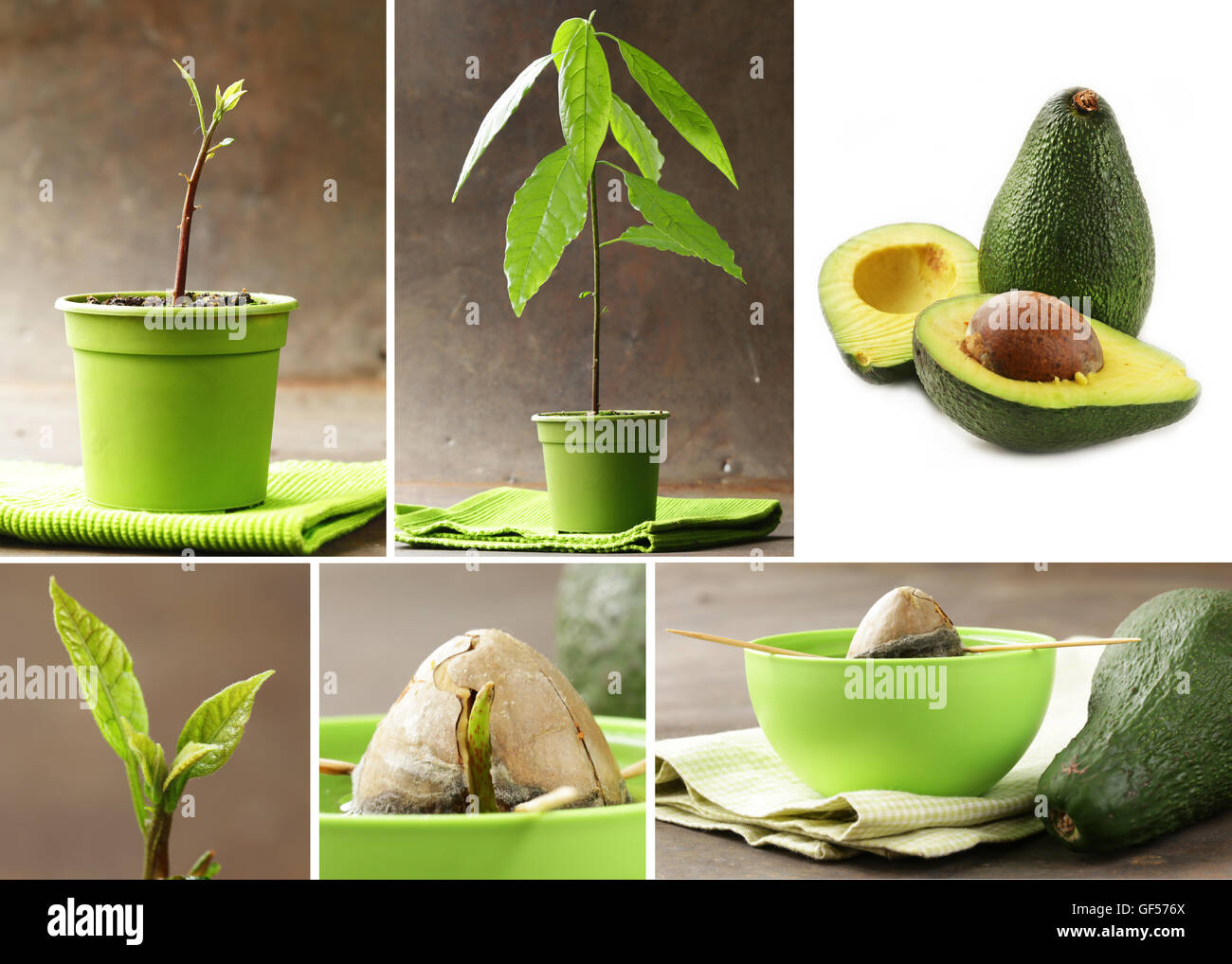 collage how to grow avocados at home Stock Photo - Alamy