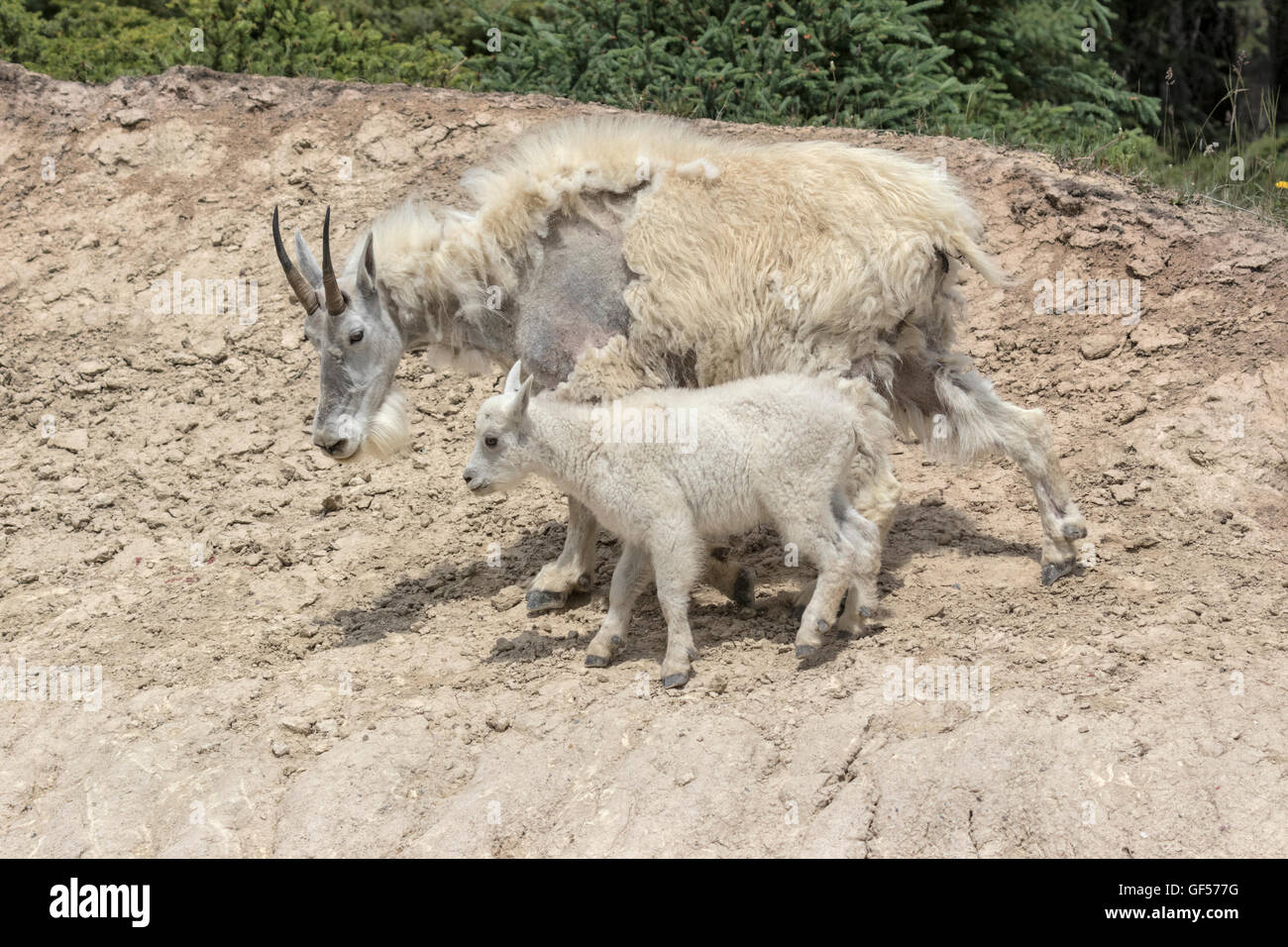 Baby goat mom hi-res stock photography and images - Alamy