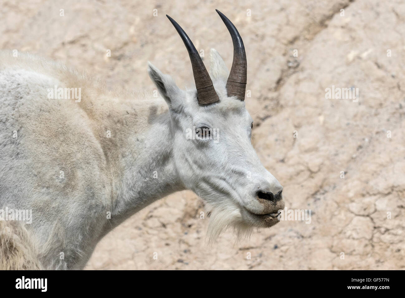 Mountain Goat portrait Stock Photo - Alamy