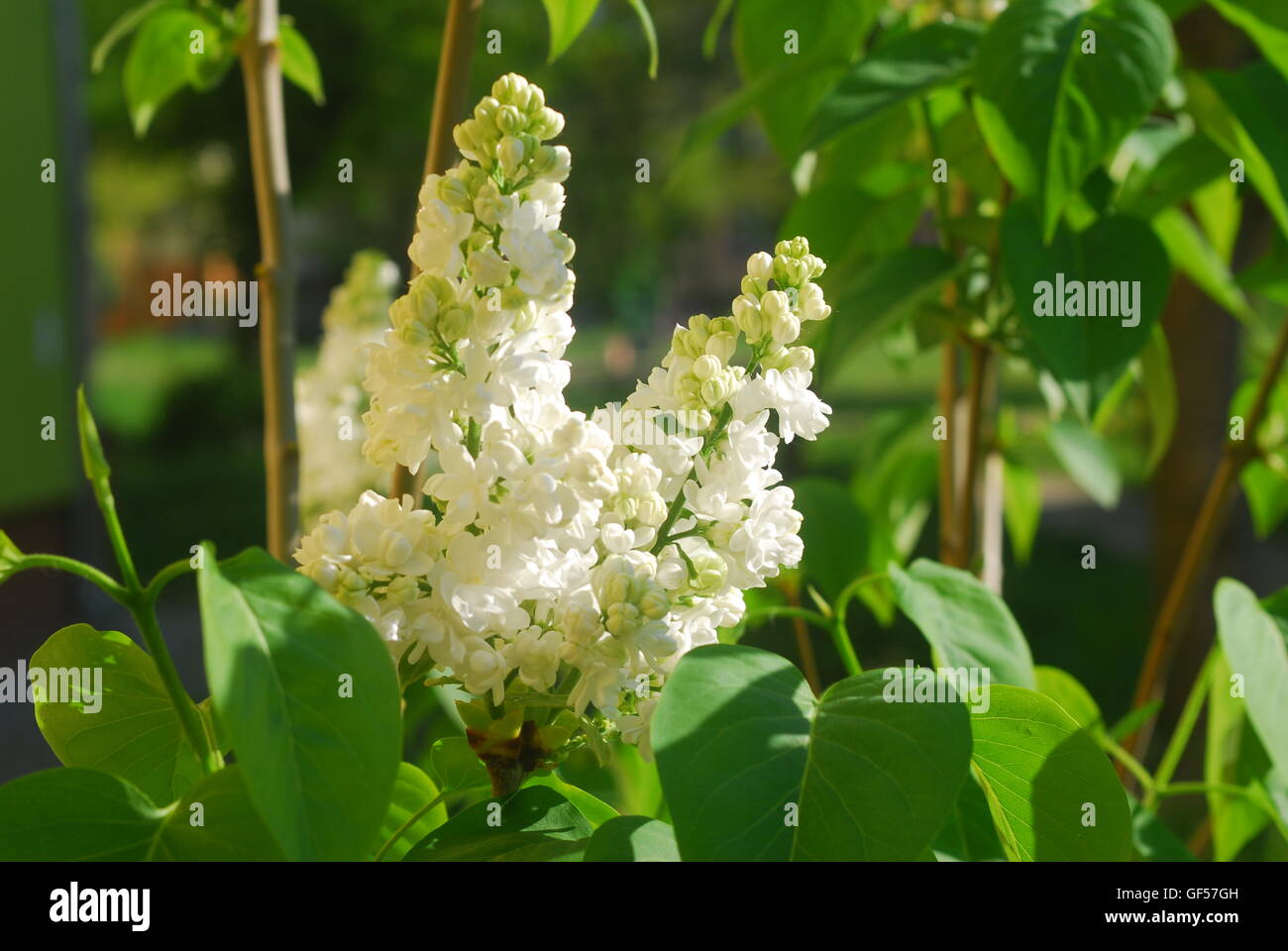 White lilac, syringa vulgaris, bush white lilac Stock Photo - Alamy