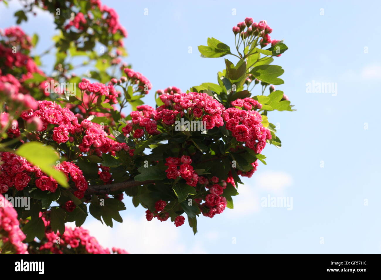 May tree hi-res stock photography and images - Alamy