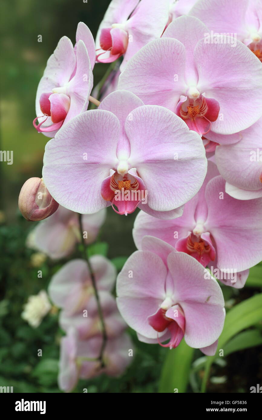 beautiful pink orchids Stock Photo - Alamy