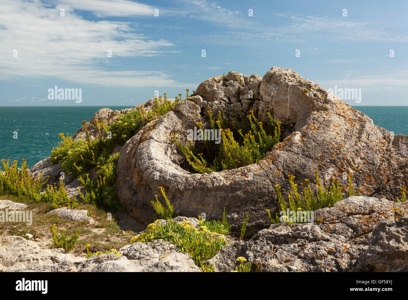 Remains of a fossil tree (Dorset Stock Photo - Alamy