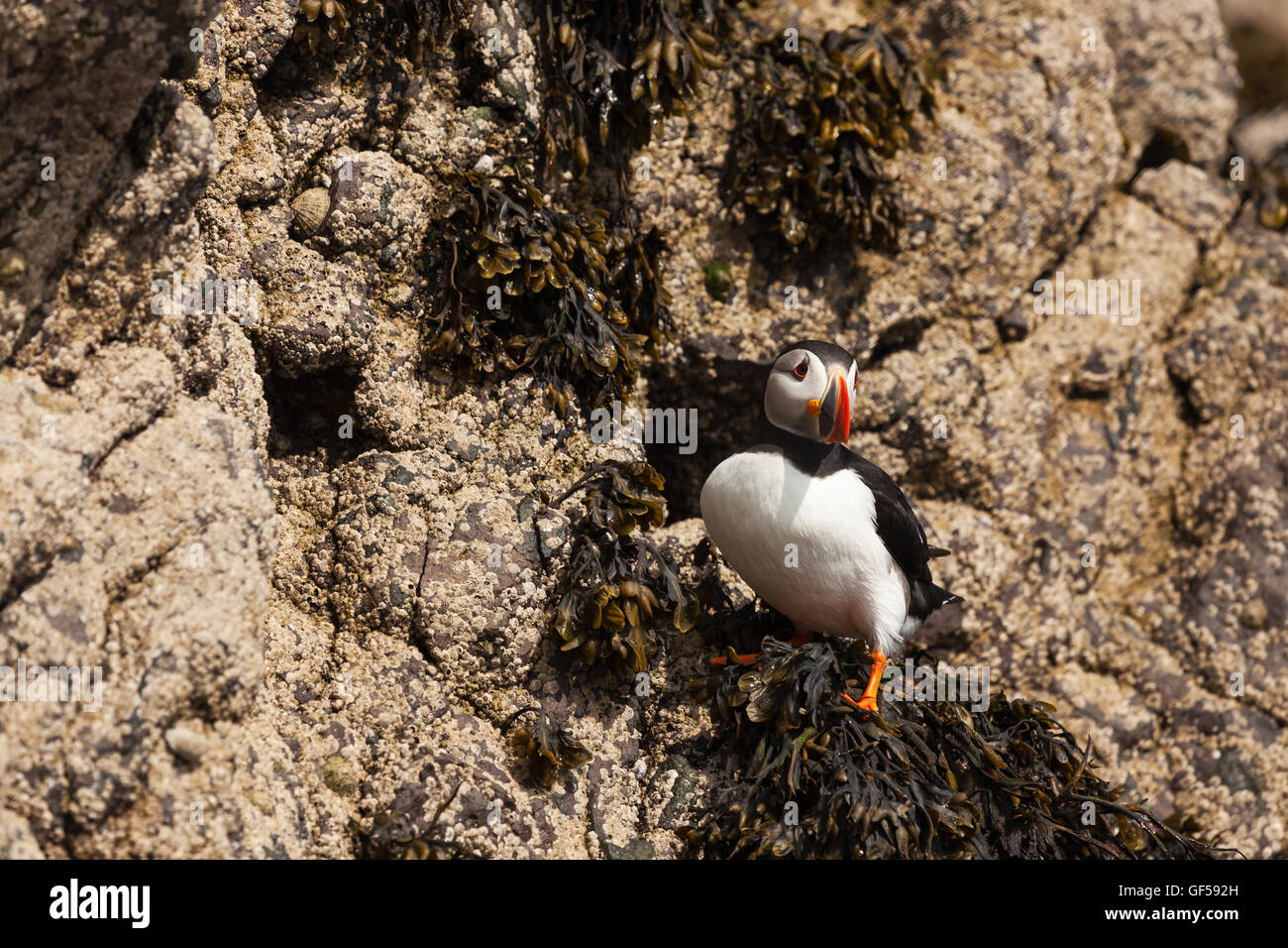 A puffin by a burrow on a cliff, Treshnish Isles, Scotland Stock Photo ...