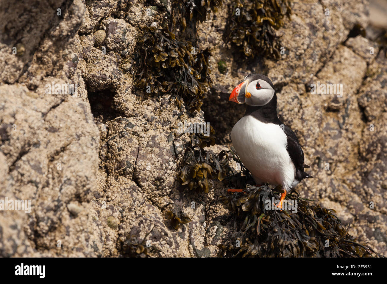 Puffin burrow hi-res stock photography and images - Alamy