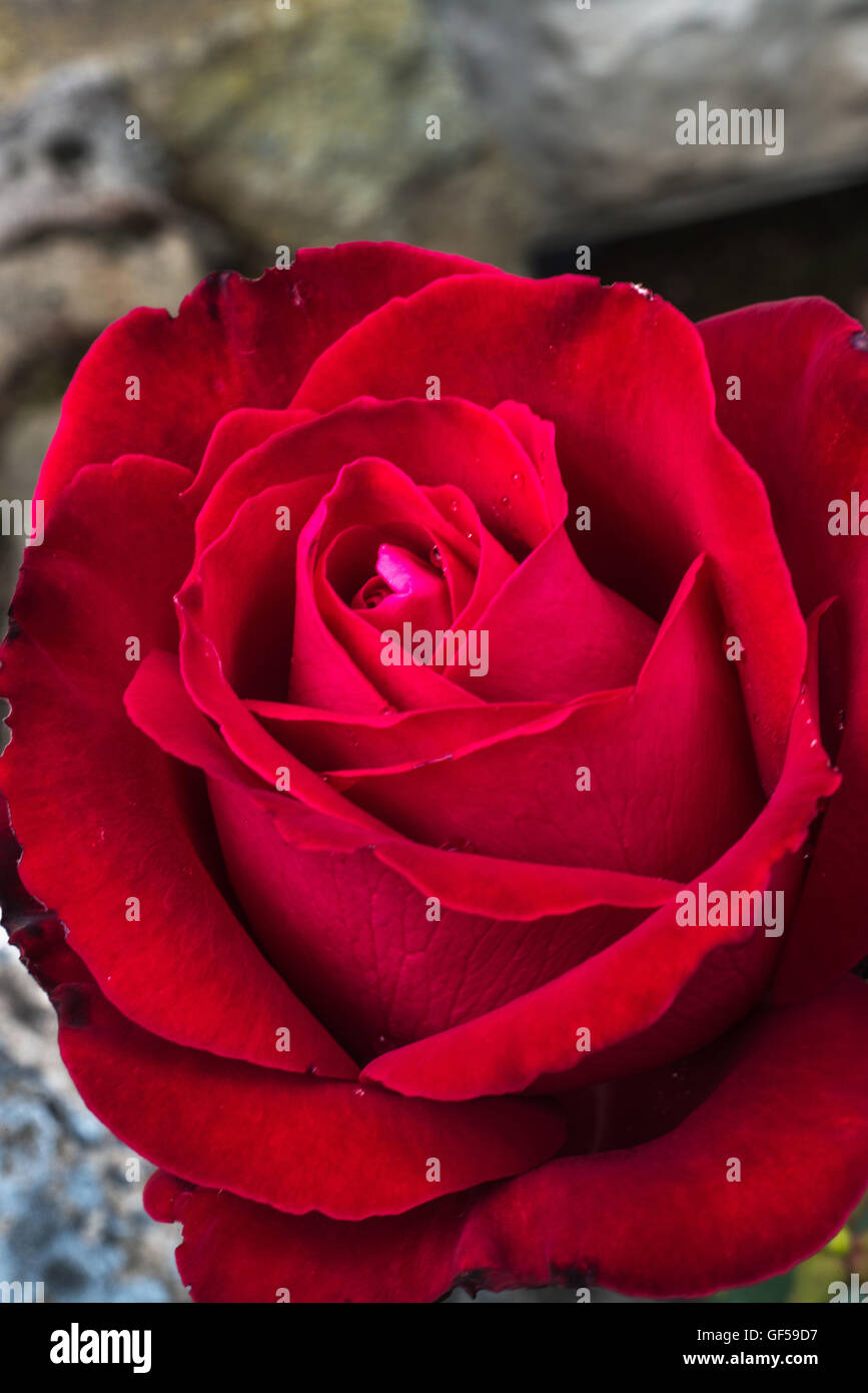 the rose of romance Ray Boswell Stock Photo - Alamy
