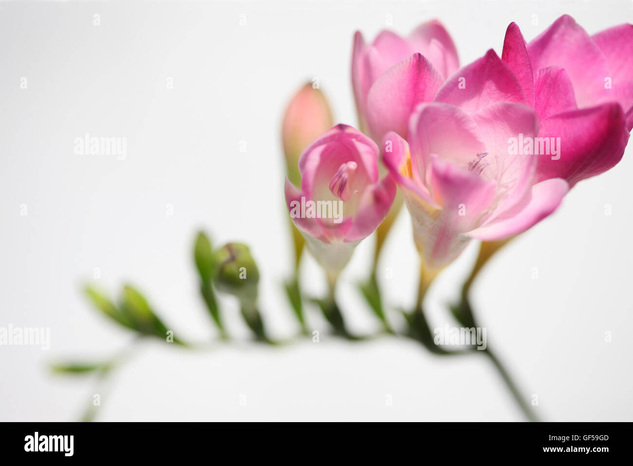 Freesia cultivar hi-res stock photography and images - Alamy