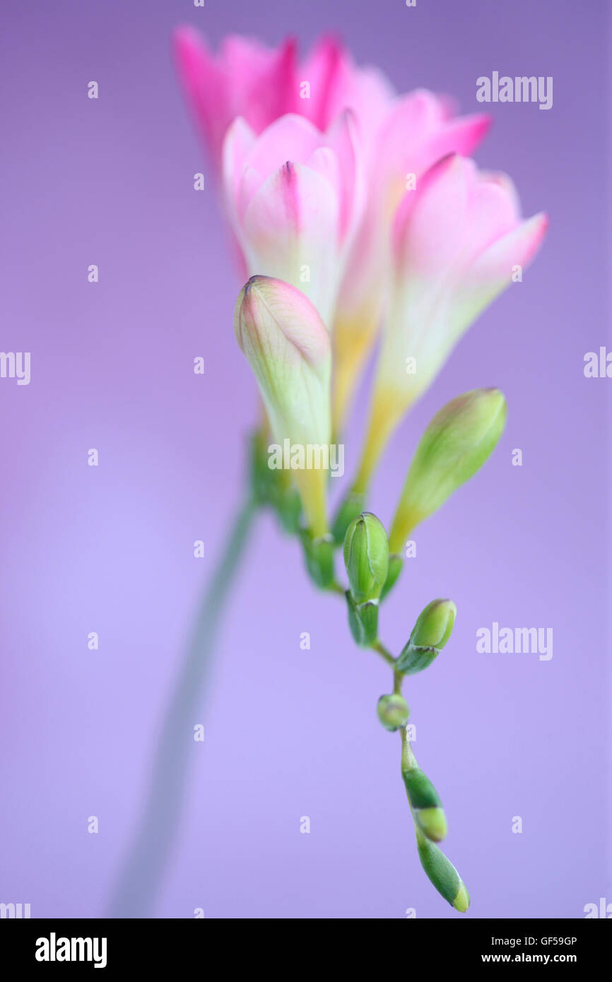 Freesia cultivar hi-res stock photography and images - Alamy