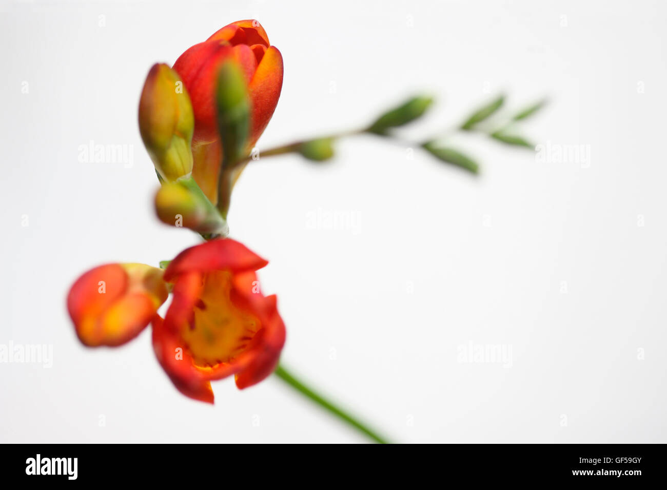 Orange freesias High Resolution Stock Photography and Images - Alamy