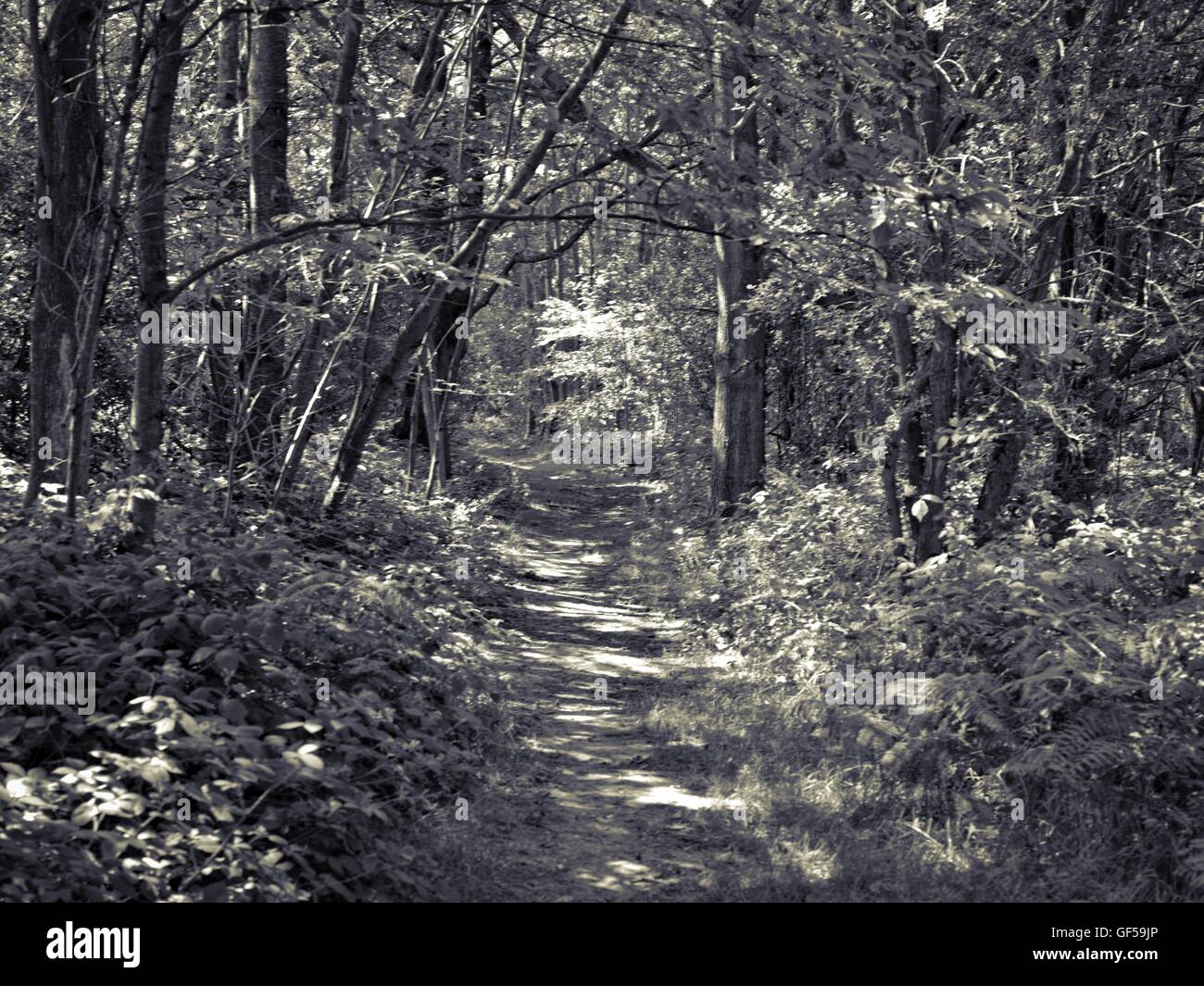 Natural selenium print of grasses and trees showing the real shapes of ...