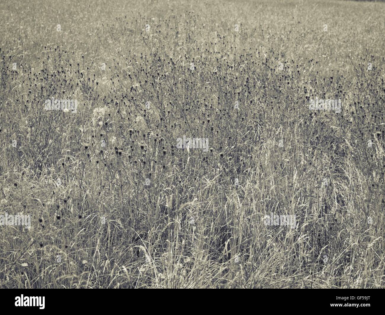 Selenium prints hi-res stock photography and images - Alamy