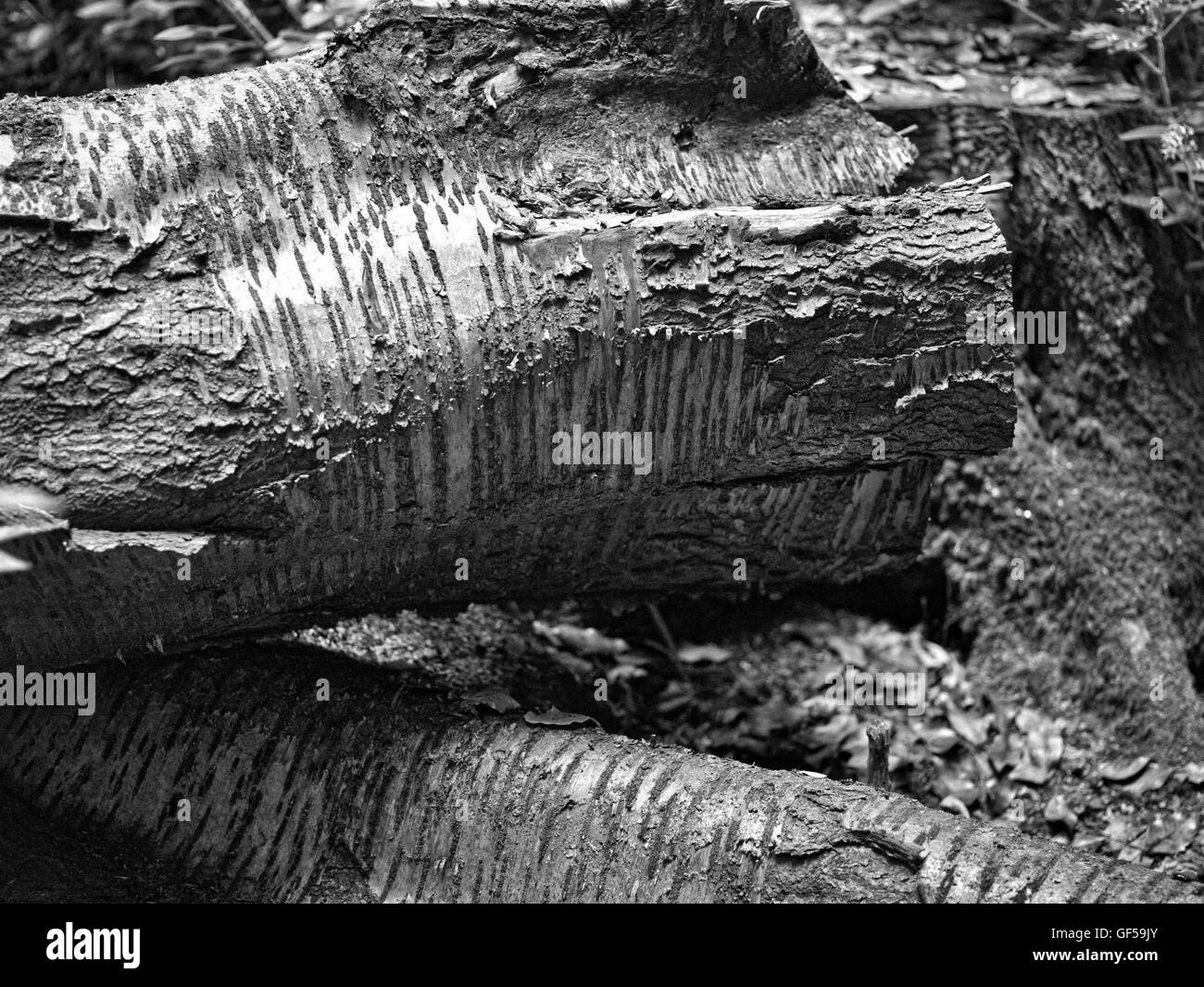 Natural selenium print of grasses and trees showing the real shapes of ...