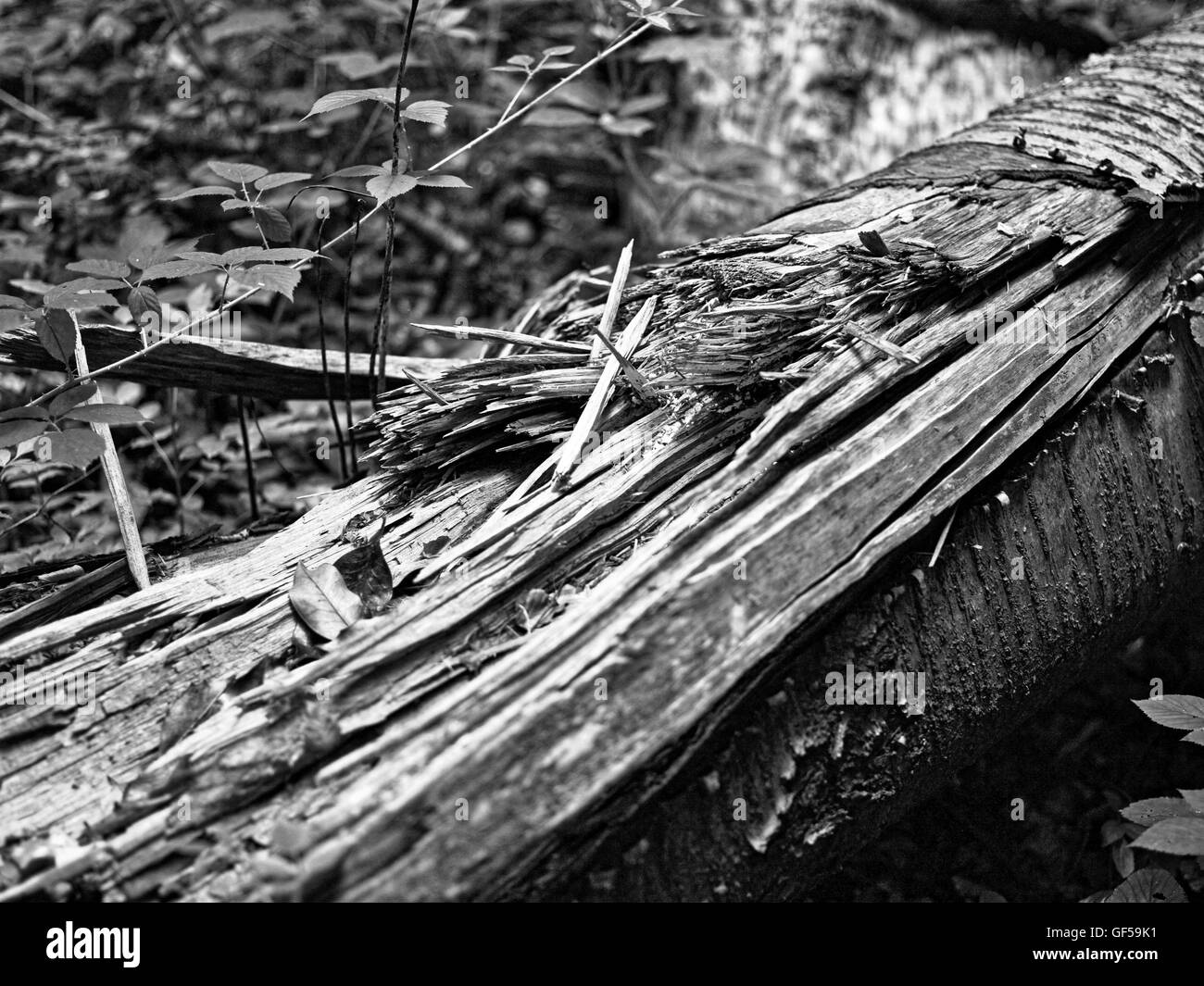 Natural selenium print of grasses and trees showing the real shapes of ...