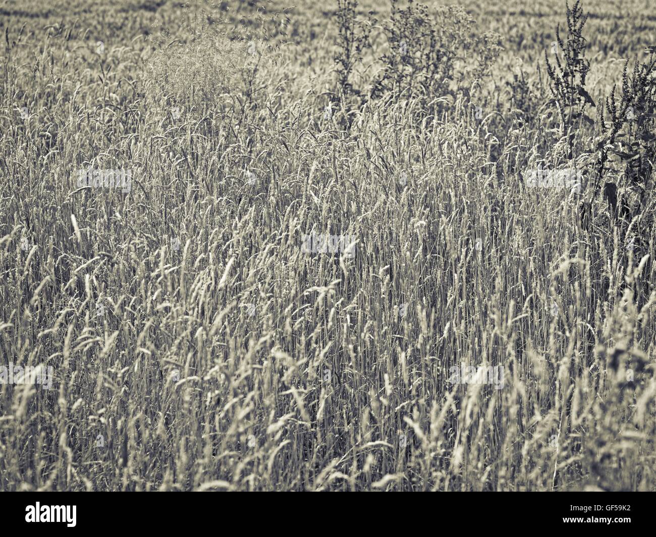 Natural selenium print of grasses and trees showing the real shapes of ...