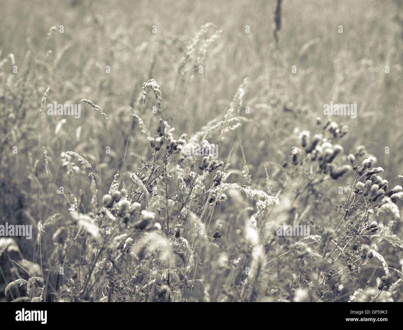 Natural selenium print of grasses and trees showing the real shapes of ...