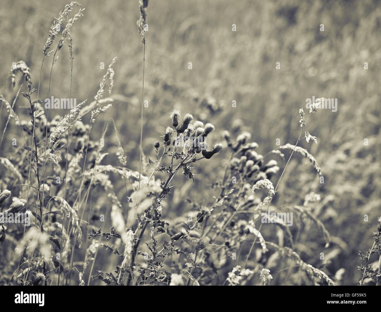 Natural selenium print of grasses and trees showing the real shapes of ...