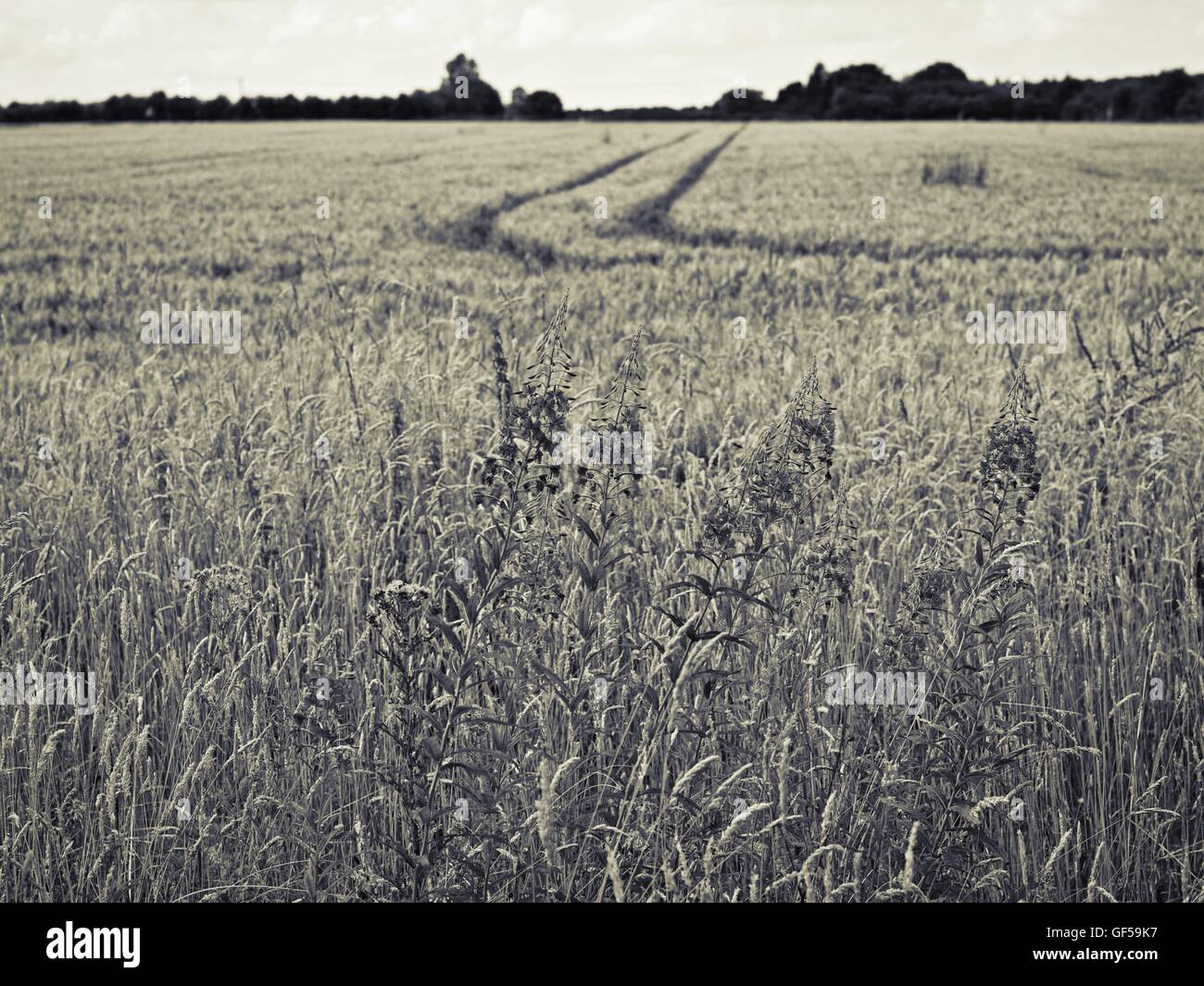 Natural selenium print of grasses and trees showing the real shapes of ...