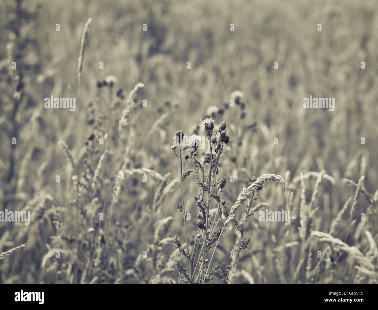 Natural selenium print of grasses and trees showing the real shapes of ...