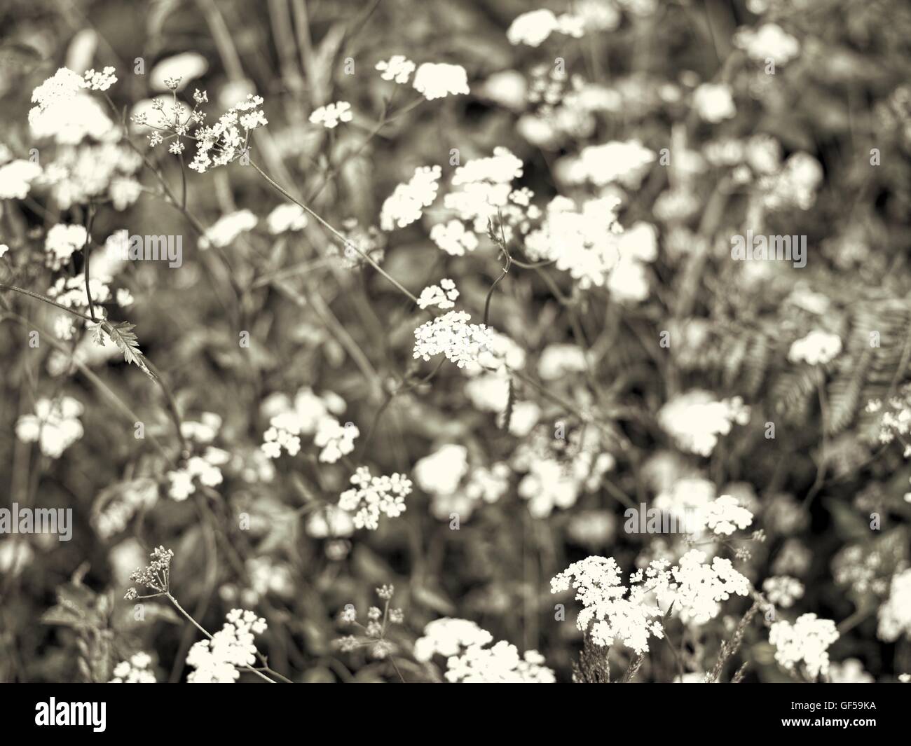 Selenium prints hi-res stock photography and images - Alamy