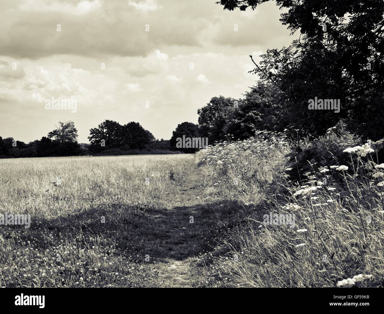 Natural selenium print of grasses and trees showing the real shapes of ...