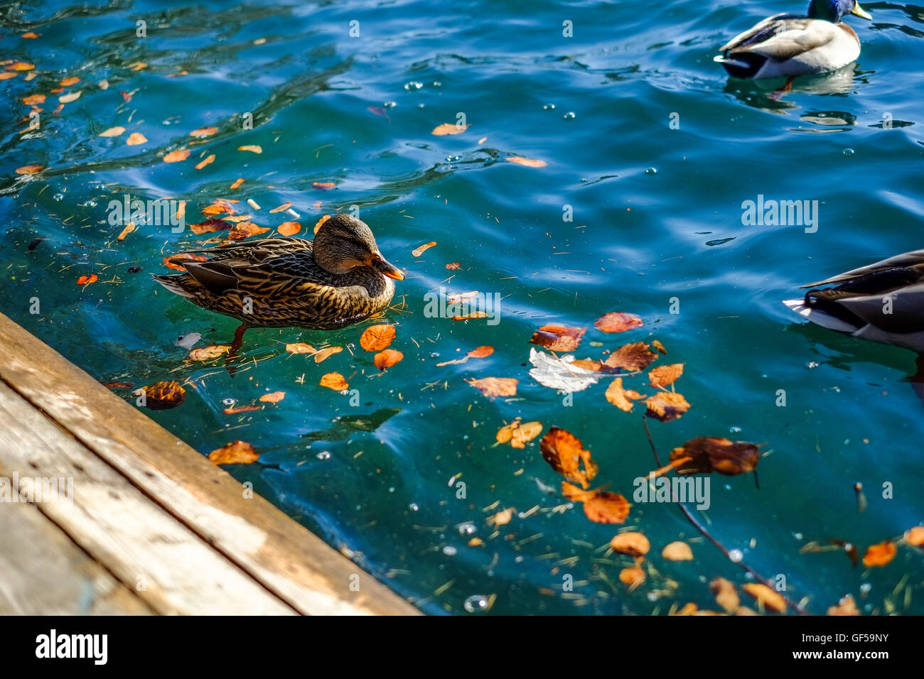 Ducks on Lake Bled, Slovenia Stock Photo - Alamy