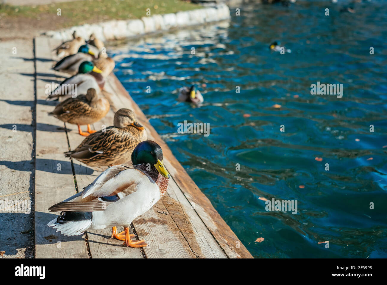 Ducks on Lake Bled, Slovenia Stock Photo - Alamy