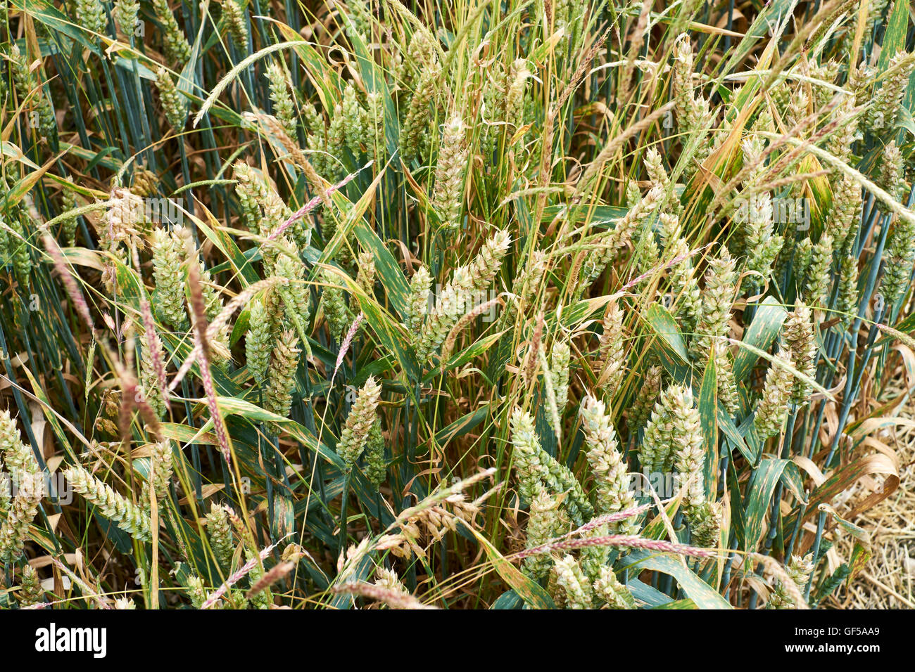 Crop of wheat infested with the Black Grass (Alopecurus myosuroides ...