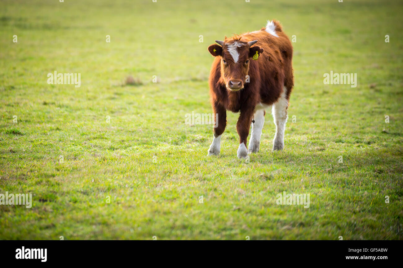 Fat cows hi-res stock photography and images - Alamy