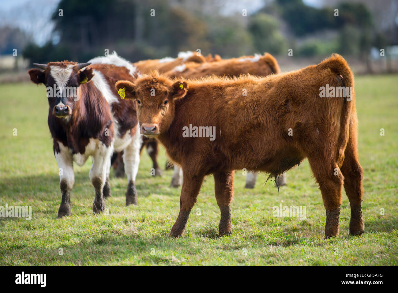 Fat cows hi-res stock photography and images - Alamy